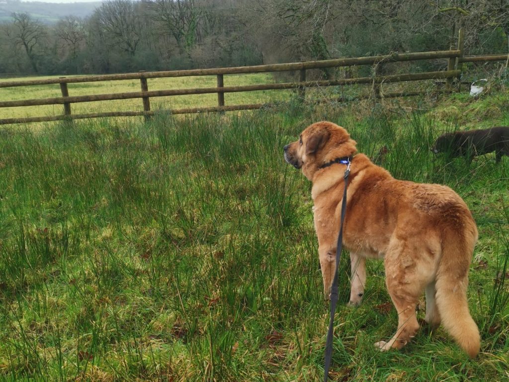 Lizzie's Barn Sanctuary | A family run sanctuary for dogs